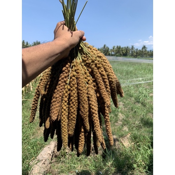 Jual Jewawut tangkai foxtail millet millet spray jewawut hamster ...