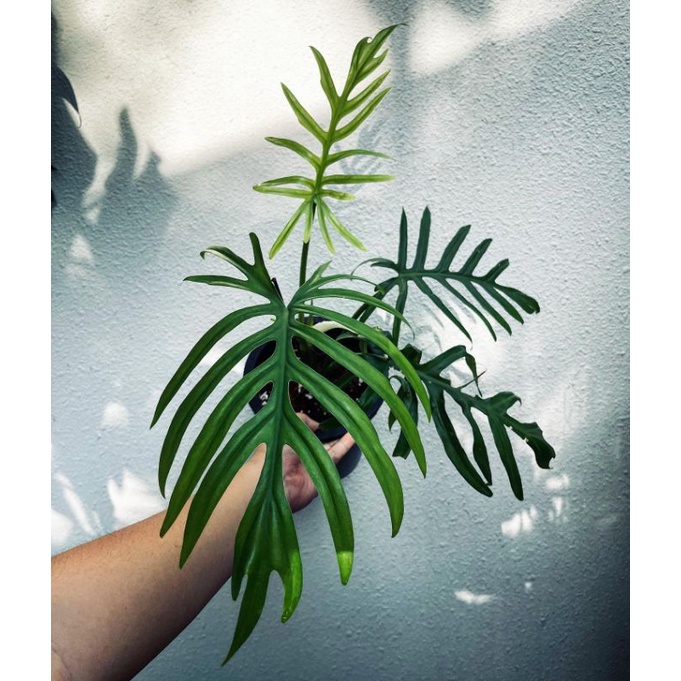 Jual Tanaman hias Philodendron elegans / Philo elegan elegant / pilo ...