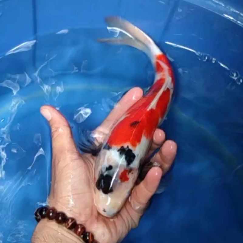 Jual Ikan Koi Blitar Jenis Showa / Rumah Koi Jakarta / kode 0010 ...