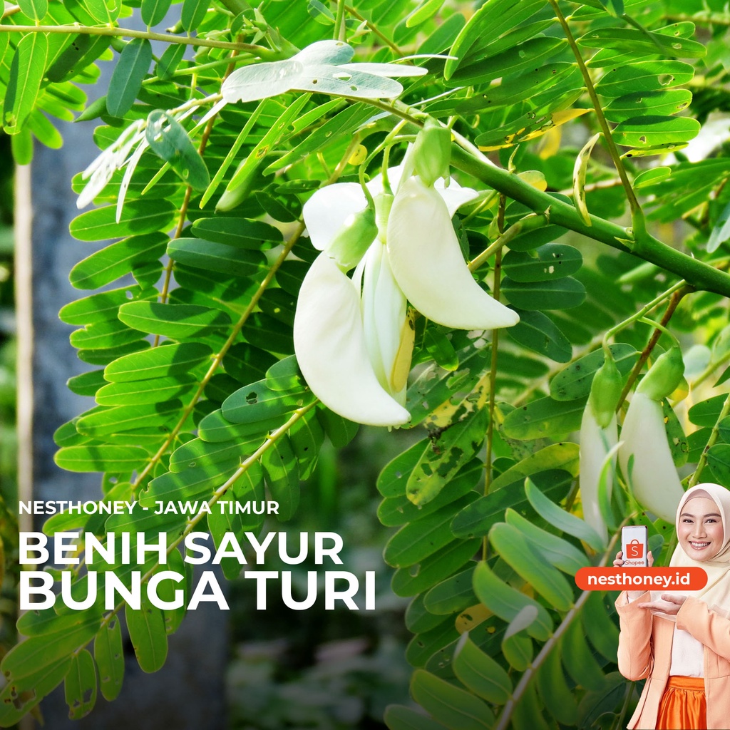 Jual Benih Kembang Turi / Sesbania Grandiflora / Sayur Turi / Biji ...