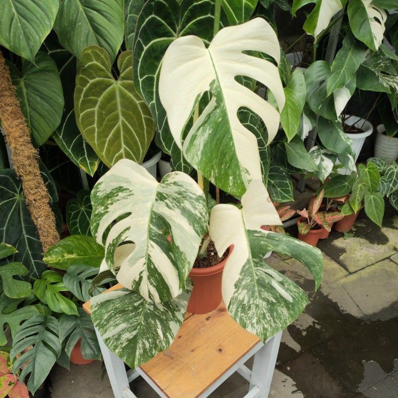 Jual monstera varigata holland | Shopee Indonesia
