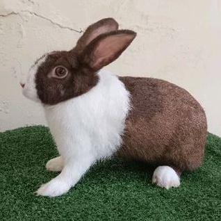 Jual Kelinci Dutch Betina Warna Coklat Indukan | Shopee Indonesia