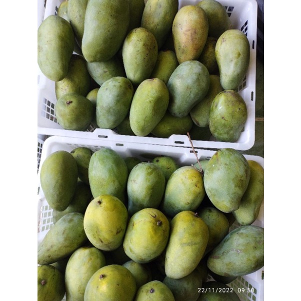 Jual Mangga Harum Manis Matang 1Kg | Shopee Indonesia