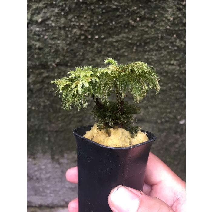 Unveiling the Enigmatic World of Hypnodendron comosum: A Fascinating ...