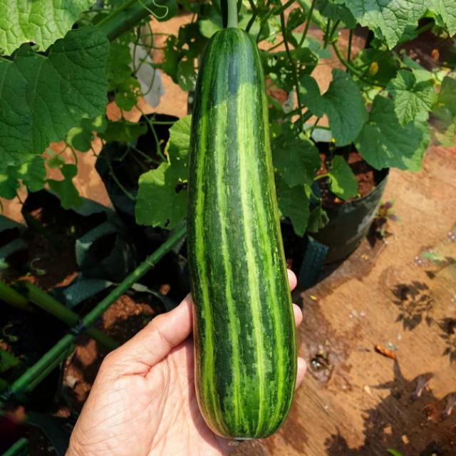 Jual 15 Bibit Timun Krai Safari Super Benih Sayuran Tanaman Mentimun ...