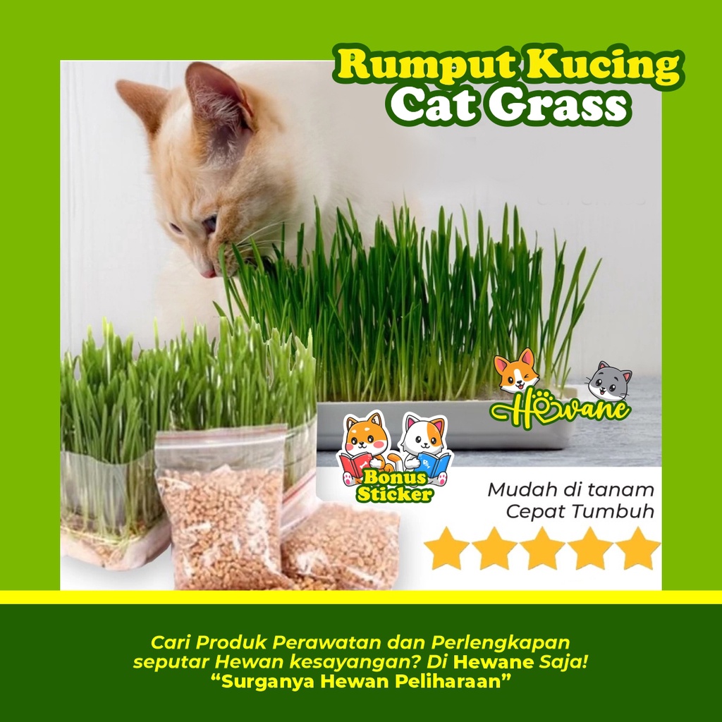Jual Rumput Kucing Cat Grass Wheatgrass Rumput Benih Gandum Microgreen ...