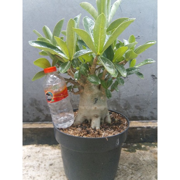 Jual adenium arabicun rcn gogji Thai soco | Shopee Indonesia