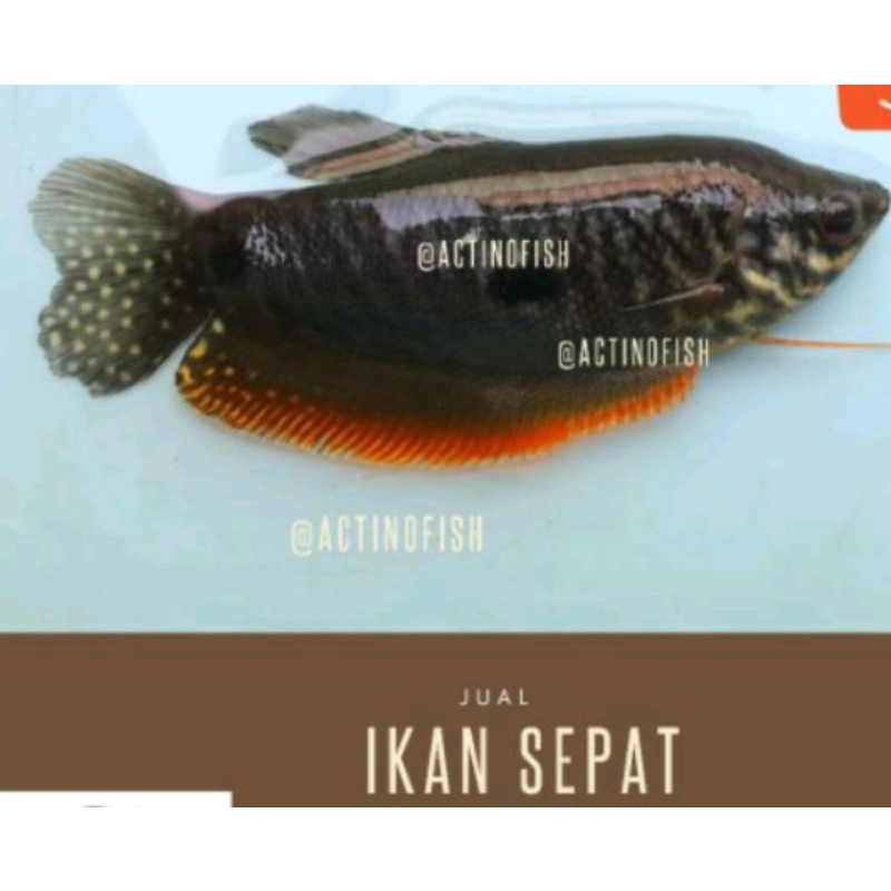 Jual ikan sepat sawah hidup | Shopee Indonesia