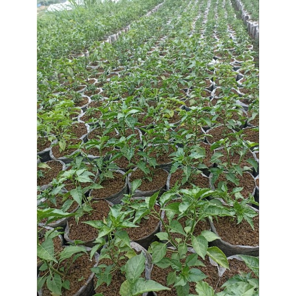 Jual Tanaman cabe rawit. Tanaman sayur hidup cabe rawit domba / cengek ...
