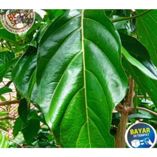 Jual Daun mengkudu atau pace segar (250gr) | Shopee Indonesia