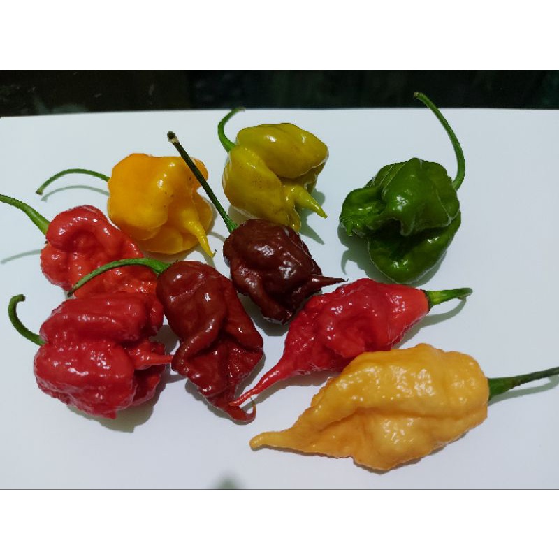 Jual Paket Berbagai Jenis Biji Cabe Carolina Reaper | Shopee Indonesia