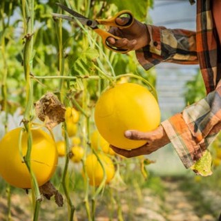 Jual Benih Melon GOLDEN LANGKAWI 10 gram Hibrida F1 - Known You Seed ...