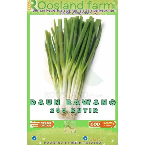 Jual BENIH DAUN BAWANG PREI TOKITA REPACK ( 200 BUTIR) | Shopee Indonesia