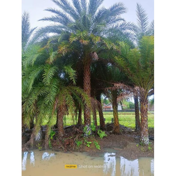Jual palem kenari 3 meter batang keras | Shopee Indonesia