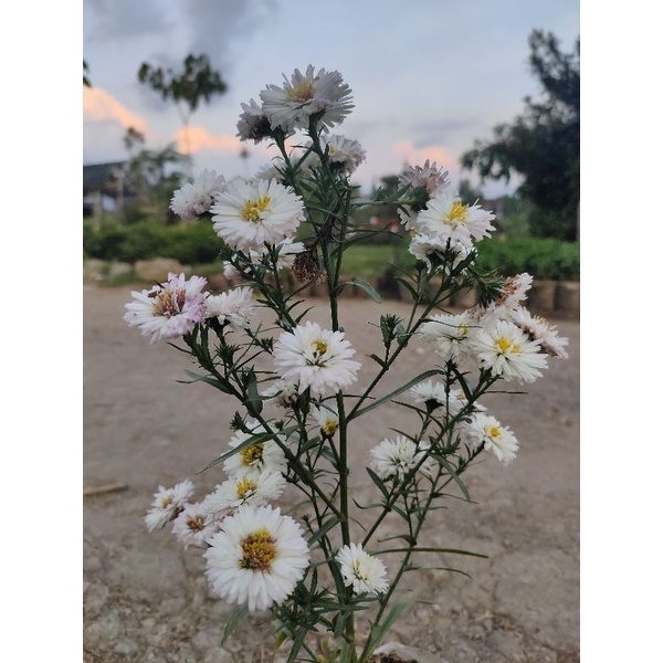 Jual Tanaman Peackok / Bunga Pikok Putih | Shopee Indonesia