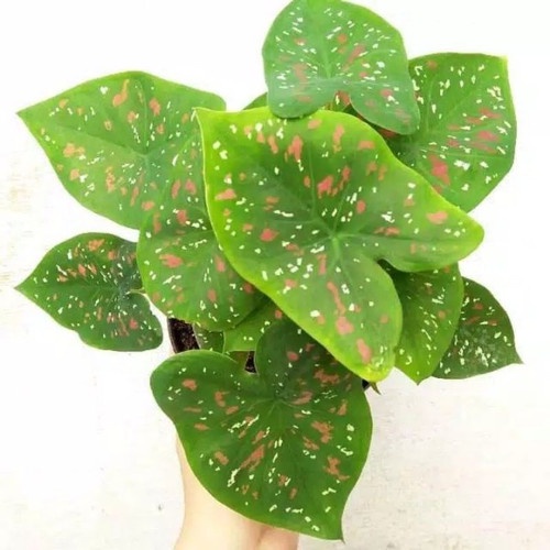 Jual KELADI THEREE COLOR/TANAMAN HIAS CALADIUM CANTIK/KELADI HIJAU ...