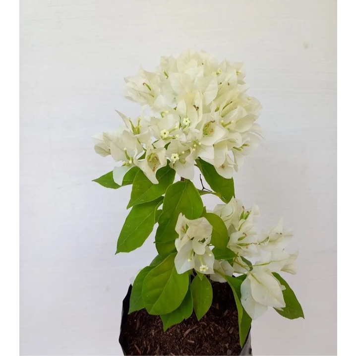 Jual Tanaman hias bougenville putih tissue - bougenville bunga putih ...