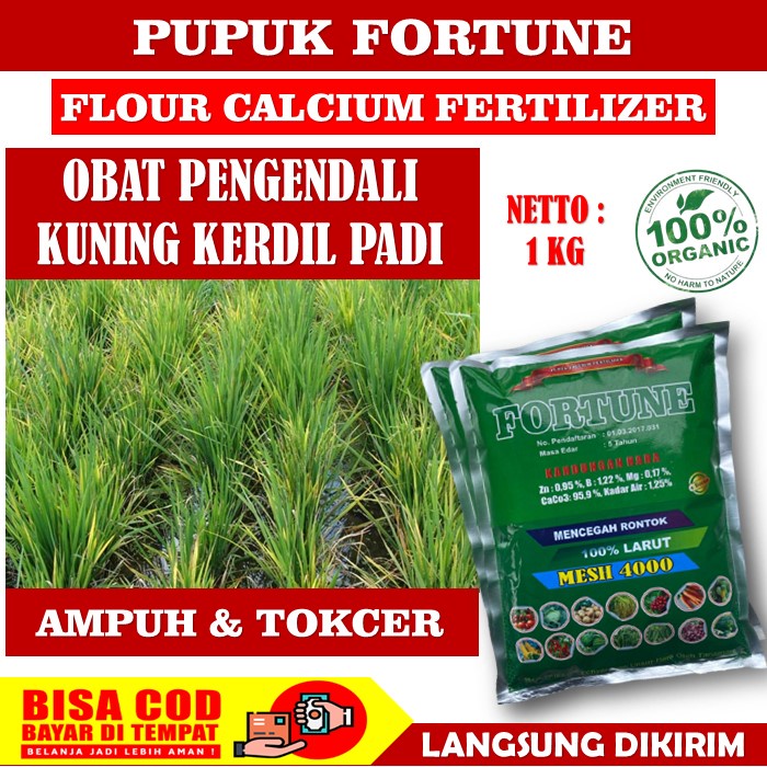 Jual "FORTUNE 1 Kg Pupuk Kalsium OBAT PADI KERDIL DAUN KUNING TERBAIK - Pupuk Padi Daun Kuning ...