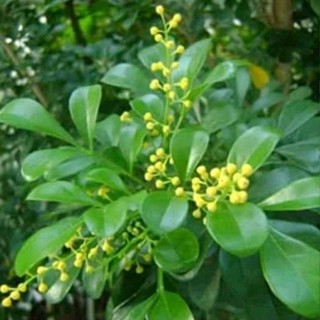 Jual Bibit Bunga Hias Pacar Cina / Culan / Kemuning Cina / Chinese ...