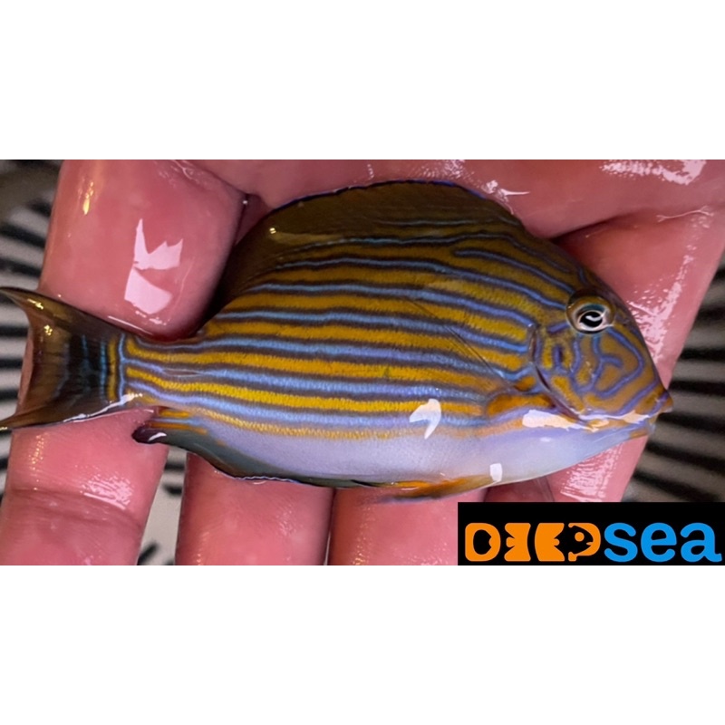 Jual Ikan Hias Laut | Botana Kasur | Clown Tang | Shopee Indonesia