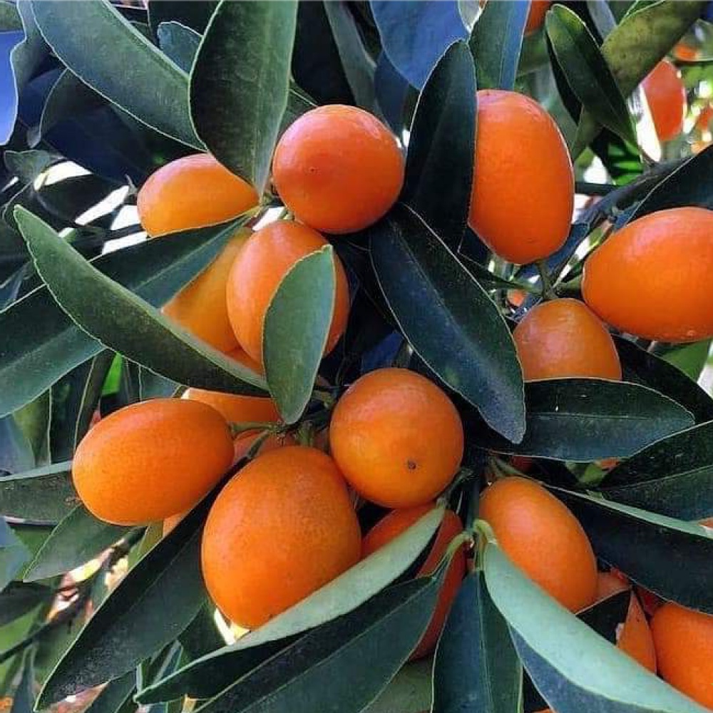 Jual Bibit Jeruk Nagami berbuah | bibit jeruk kimkit pohon tabulampot ...