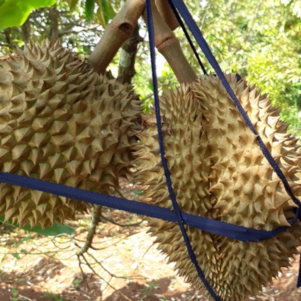 Jual Batang 3 Bibit Durian Kane Unggul, Berbuah Jumbo, Durian Tebal ...