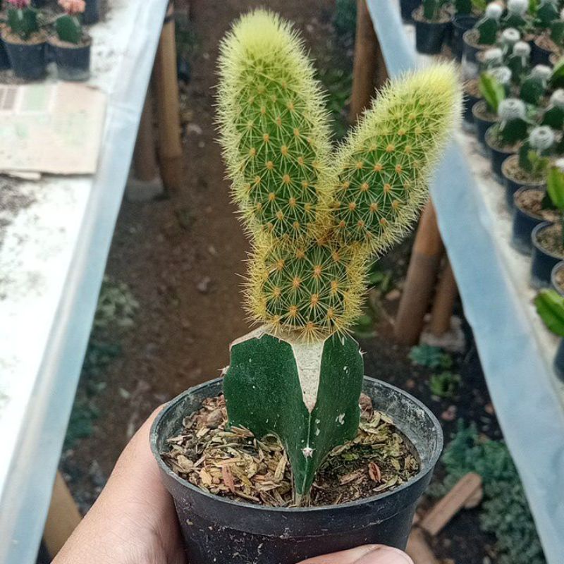 Jual Kaktus Ekor Tupai Kuning | Shopee Indonesia