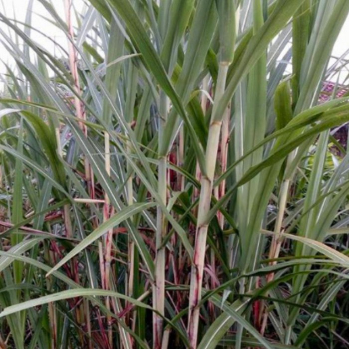 Jual bibit turubuk stek batang / bibit telor tebu siap tanam | Shopee ...