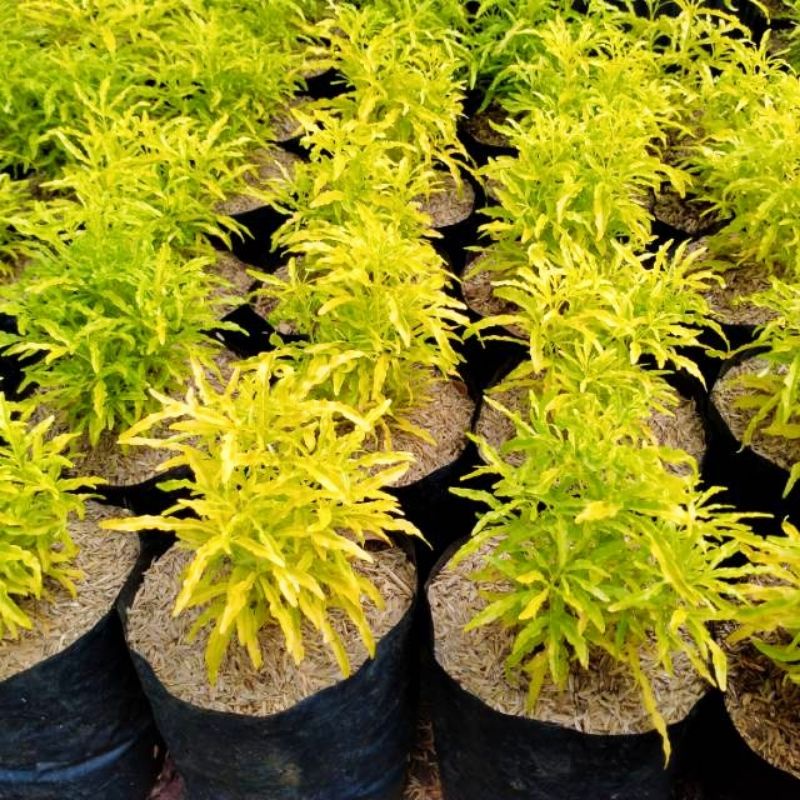 Jual pohon brokoli kuning - Tanaman Hias Brokoli kuning - Bunga ...