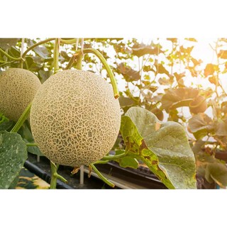 Jual Benih Melon GLAMOUR 100s SAKATA - Bibit Melon Jepang Melon Oren ...