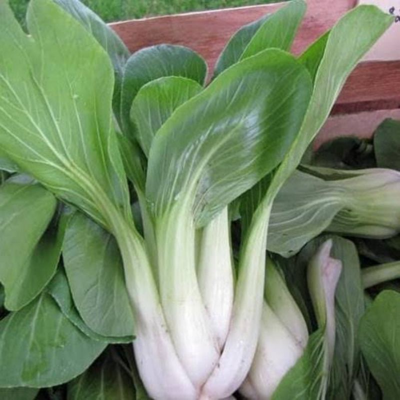 Jual Benih Biji Sawi Pakcoy White Bonggol Putih Repack Berkualitas ...