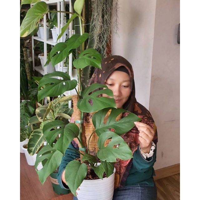 Jual Rhapidopora pertusa (araceae) - Monstera mini deliciosa / tanaman ...