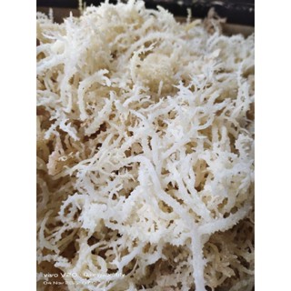 Jual Rumput Laut Spinosum 1kg Kering Kenyal Original kualitas Super ...