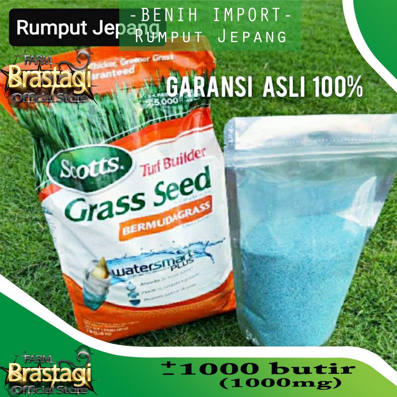 Jual 1000 Benih Biji Bibit Rumput Bermuda JEPANG - RUMPUT GOLF - TAMAN ...