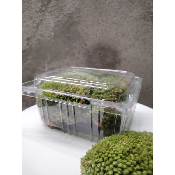 Jual Lumut ijo premium ekonomis untuk terrarium paludarium bonsai dan ...
