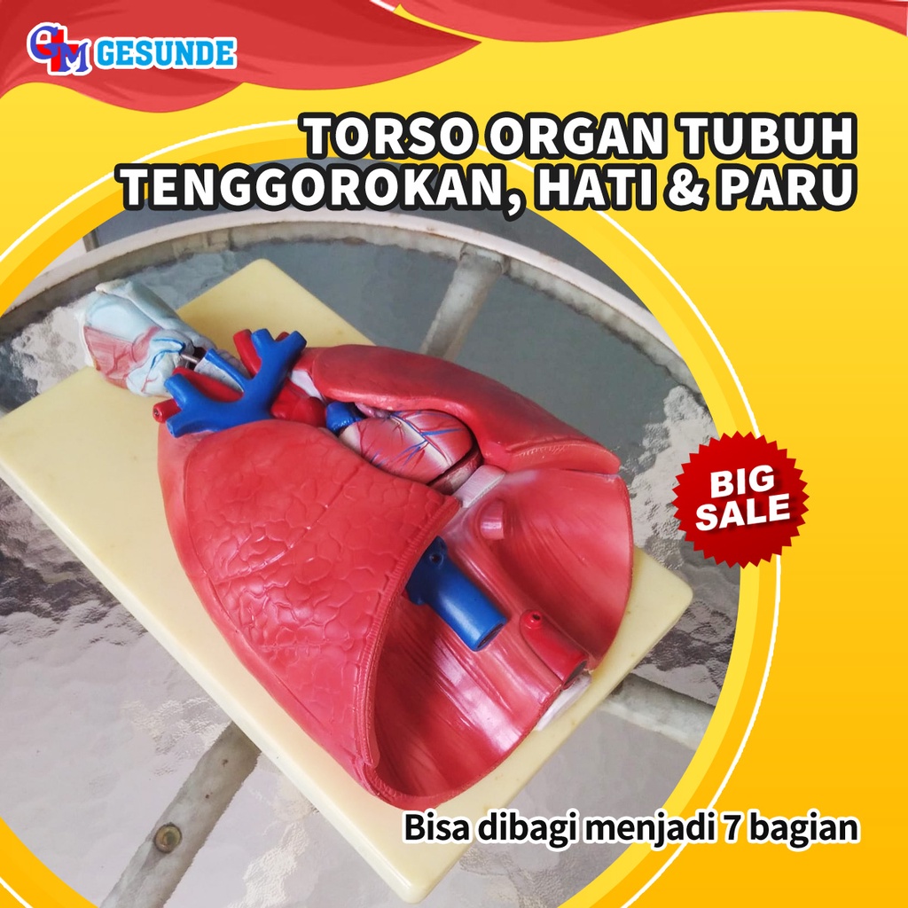 Jual Manikin Torso Organ Tenggorokan Hati Dan Paru/Manekin Peraga Model ...