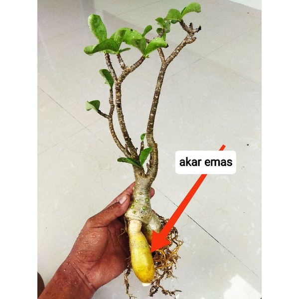 Jual Adenium CUTING RCN ( akar emas 1 sisi ) | Shopee Indonesia
