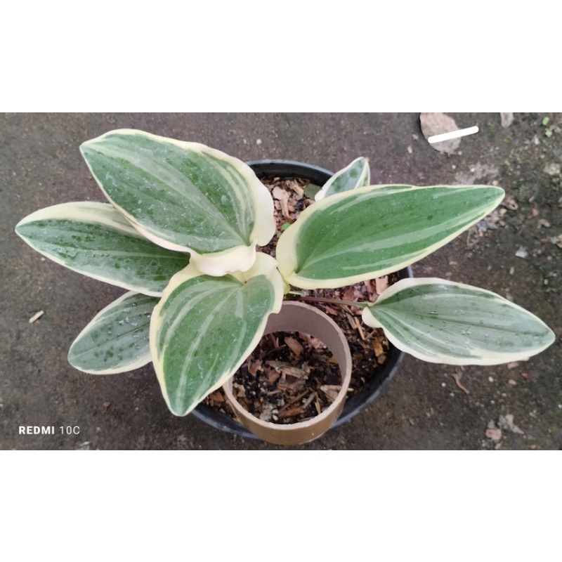 Jual DRIMIOPSIS VARIGATA/LIDAH KATAK VARIGATA,PHILO MELANO(daun lmyn ...