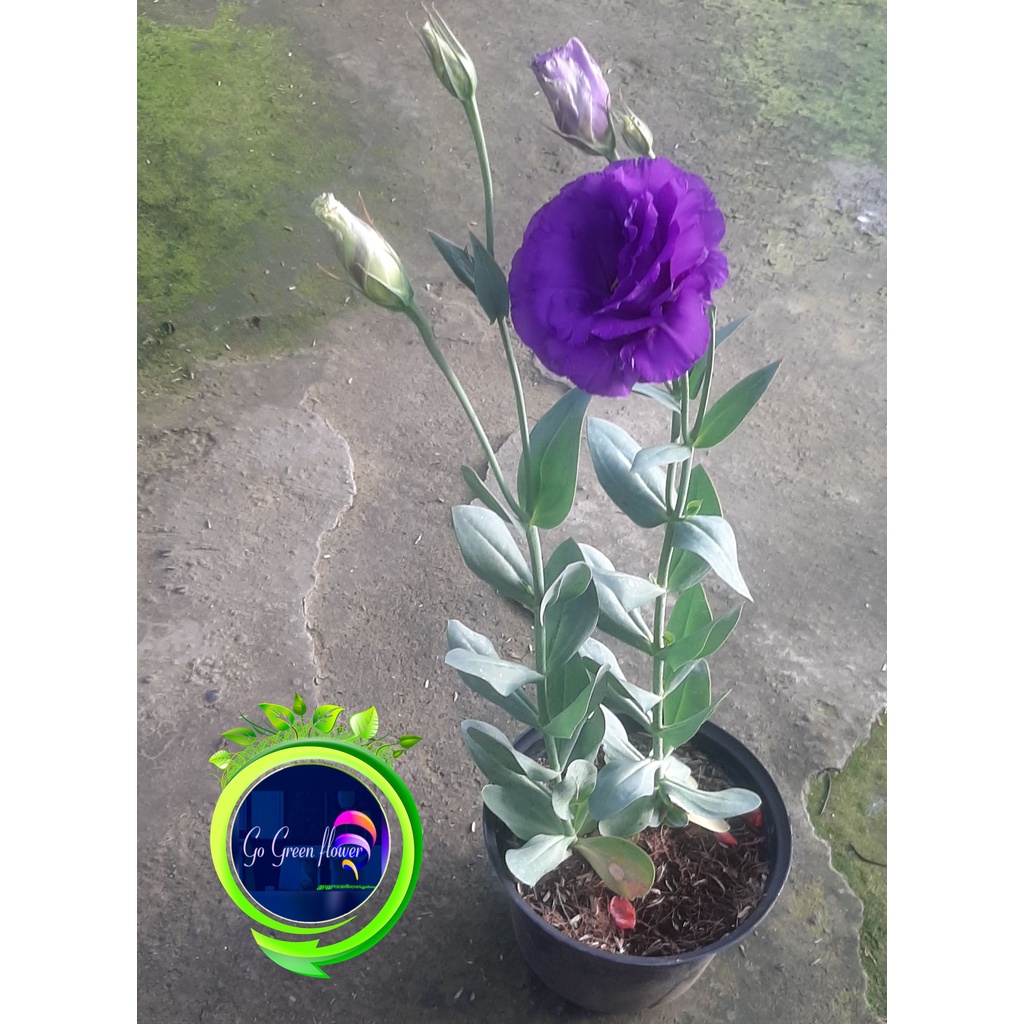 Jual BUNGA LISIANTHUS EUSTOMA Tanaman hias MURAH BERKWALITAS GO GREEN ...