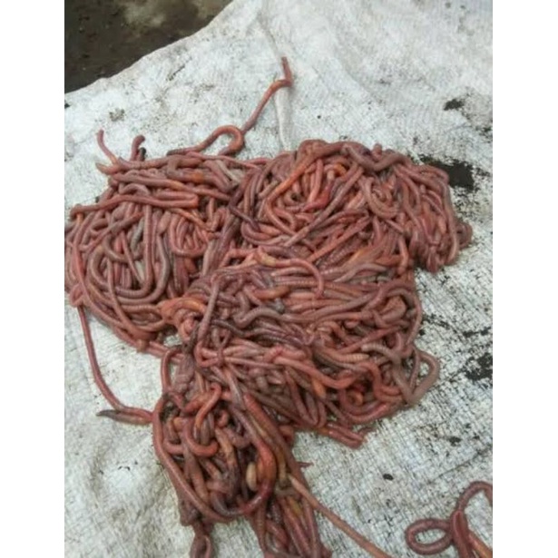 Jual cacing bayam | Shopee Indonesia