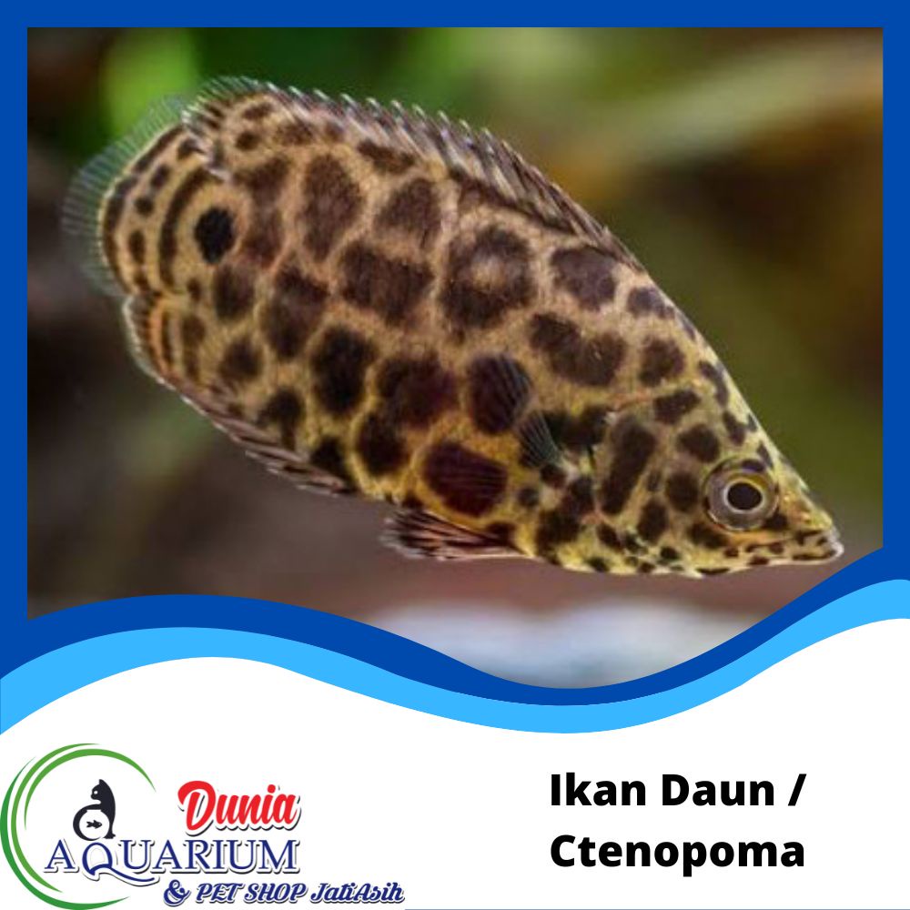 Jual Ikan Daun Ctenopoma Acutirostre Aquascape Aquarium Hias Tawar ...