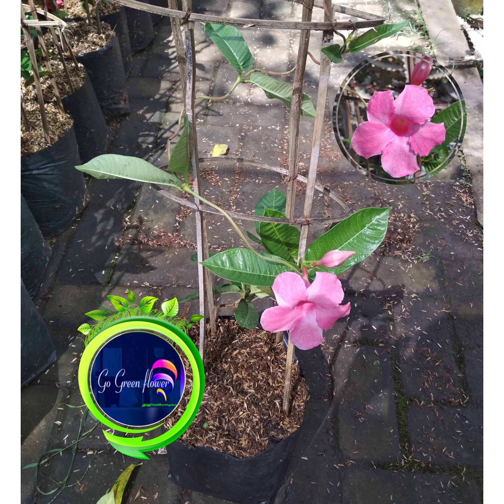 Jual MANDEVILLA MERAH mandevilla ping MANDEVILLA PUTIH BIBIT TANAMAN ...