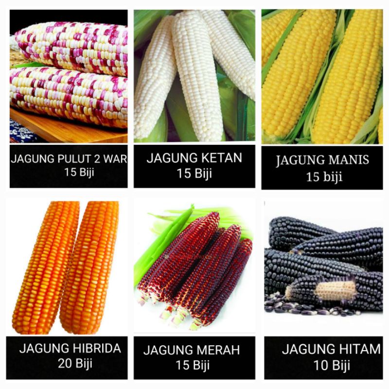 Jual Benih JAGUNG | Shopee Indonesia