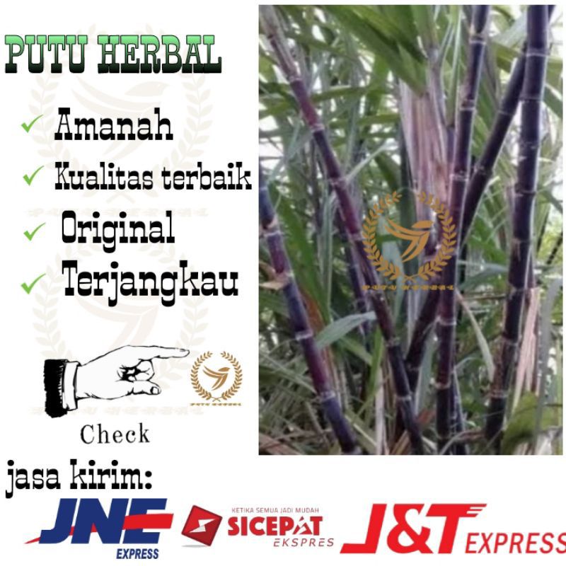 Jual TEBU IREUNG / TEBU HITAM ASLI 100CM | Shopee Indonesia