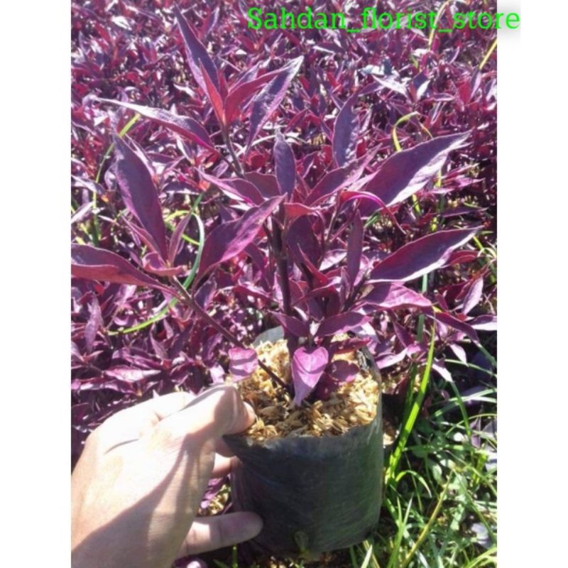 Jual Pohon erpah merah / erpah bayam / tanaman hias erpah | Shopee ...