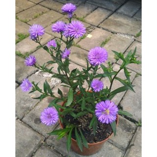 Jual BUNGA PIKOK BERBUNGA bibit tanaman pikok ungu pikok ping pikok ...