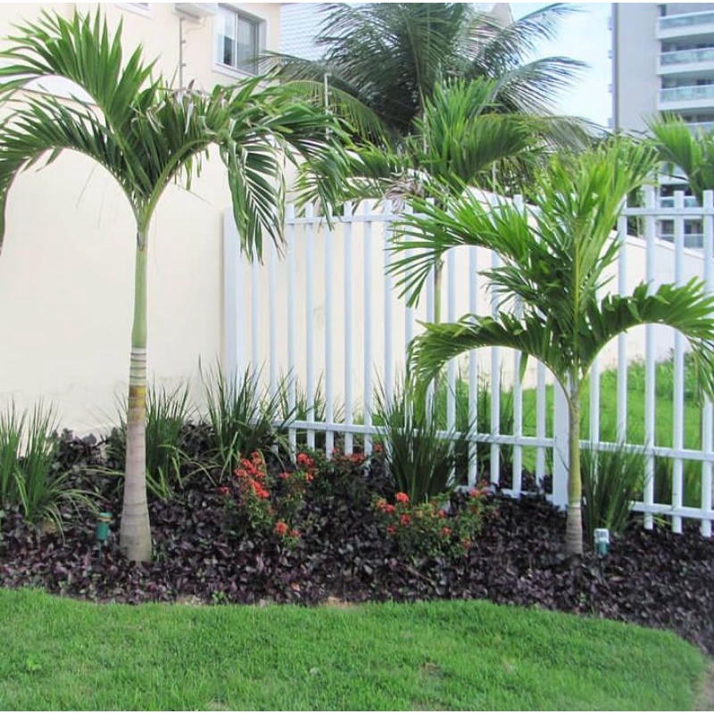 Jual tanaman palem putri tinggi 2 meter veitchia merrillii pohon palm ...