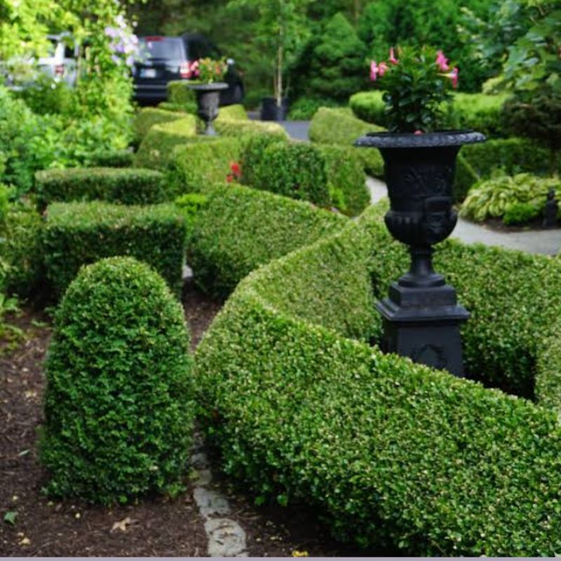 Jual 10 Cutting Tanaman Hias Boxwood atau Teh Tehan | Shopee Indonesia