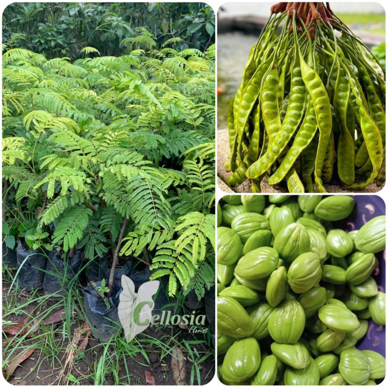 Jual Bibit Tanaman Petai atau Pete Jumbo Okulasi (Lebih cepat berbuah ...