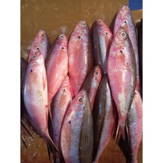 Jual Ikan laut segar/ Ikan pisang pisang 500 gram | Shopee Indonesia